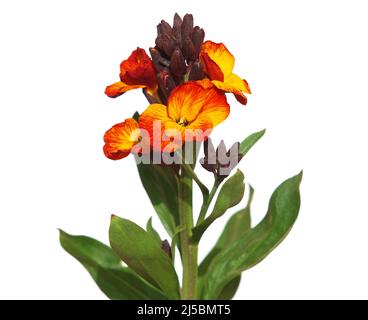 Yellow red flower of Wallflower isolated on white, Erysimum cheiri ...