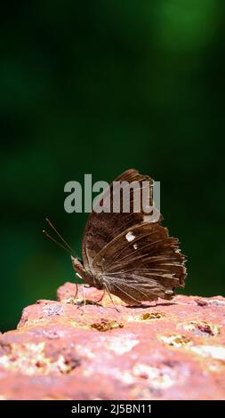 Closeup shot of a small butterfly sitting on a plant leaf Stock Photo ...
