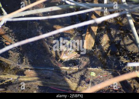 natterjack toad in a swamp lake Stock Photo - Alamy
