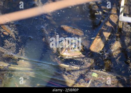natterjack toad in a swamp lake Stock Photo - Alamy