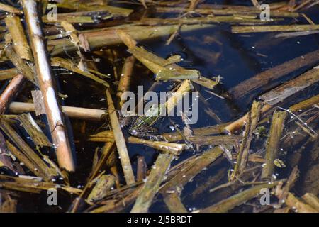 natterjack toad in a swamp lake Stock Photo - Alamy