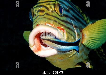 Cleaner fishes (Labroides dimidiatus) cleaning a Oriental sweetlip ...