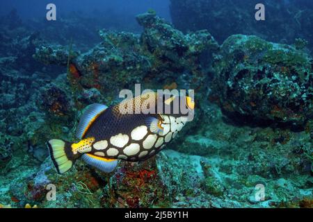 big-spotted triggerfish, clown triggerfish (Balistoides conspicillum ...