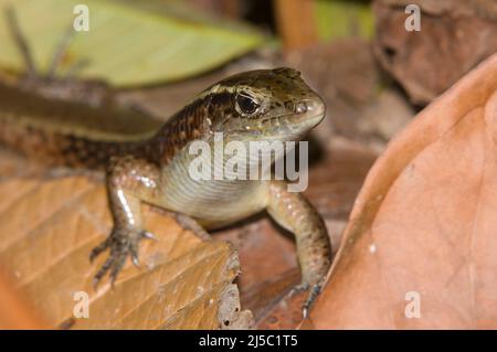 Wide-tailed Zonosaur (Zonosaurus laticaudatus), also known as western ...