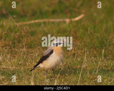 These early Wheatear may be continuing on migration, although some may ...