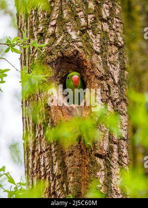 A wild pair of parakeets and their young - Stoke on Trent ...