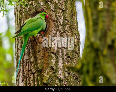 A wild pair of parakeets and their young - Stoke on Trent ...