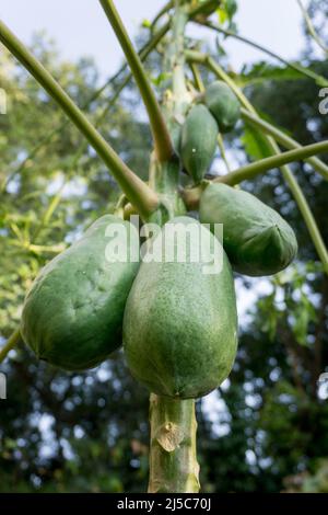 Papayas grow in tropical climates and are also known as papaws or ...