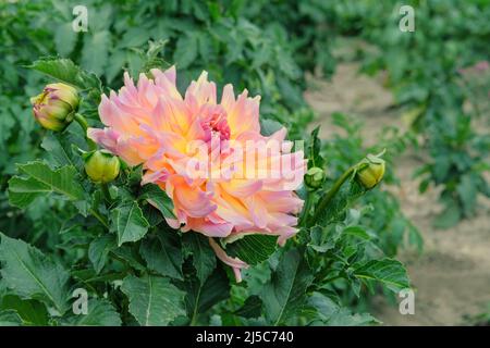 Dahilia in gardening nursery. Natural pink blooming background. Cane ...