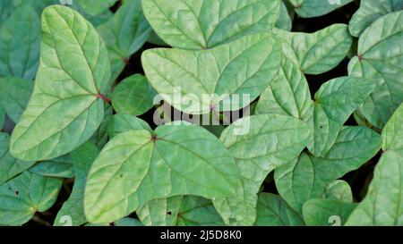 Triangle shaped twin leaf natural background pattern image. Rare plant ...