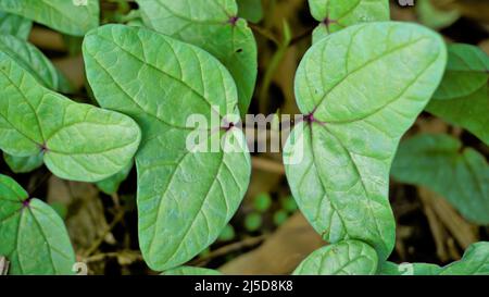 Triangle shaped twin leaf natural background pattern image. Rare plant ...