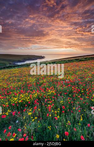 Field poppies, corn flowers and corn marigolds Stock Photo - Alamy