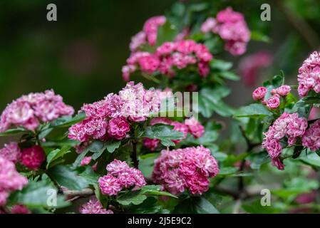 Blooming Japanese Hawthorn. Pink dense flowers on the branches of the ...
