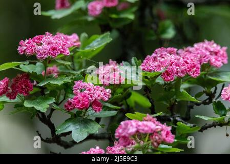 Blooming Japanese Hawthorn. Pink dense flowers on the branches of the ...