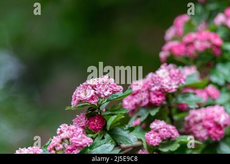 Blooming Japanese Hawthorn. Pink dense flowers on the branches of the ...