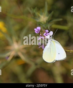 Pieris rapae - cabbage white butterfly on a beetroot leaf as a close up ...