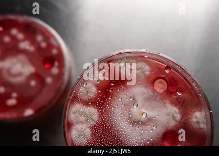 mold and bacteria on red agar. Agar medium for pathogens. Mold spores ...
