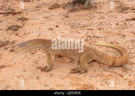 Australian Yellow-spotted Monitor (Varanus panoptes) photographed in ...