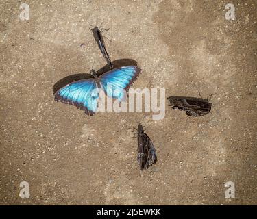 Peleides blue morpho butterflies in mating, underside, Morpho peleides ...