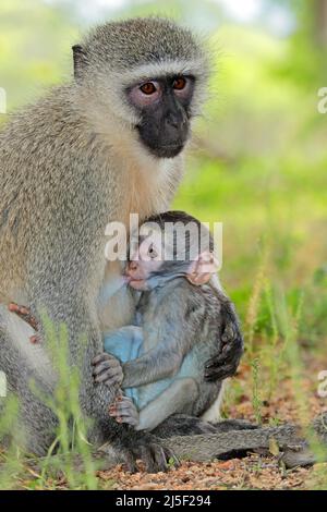 Suckling baby vervet monkey (Cercopithecus aethiops), Kruger National ...