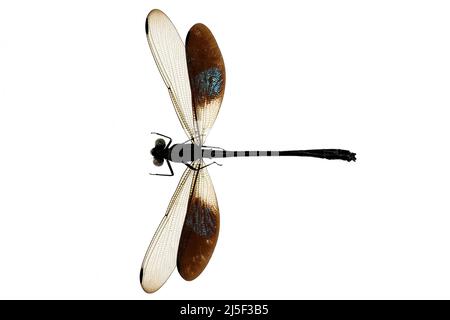 damselfly (Euphaea tricolor) isolated on white background Stock Photo ...