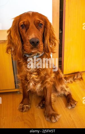 Cute puppy ten month old English Cocker Spaniel staying,rolling,posing ...