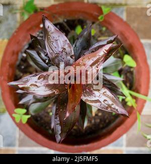 Closeup shot of a dracaena plant in a pot against a white background ...