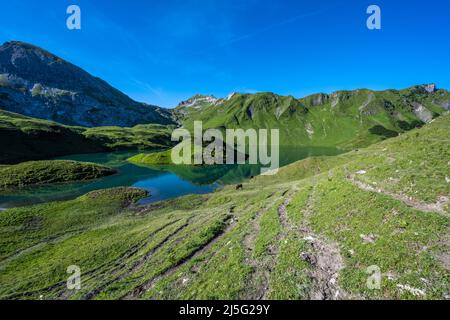 A cows nose smells some food = Stock Photo - Alamy