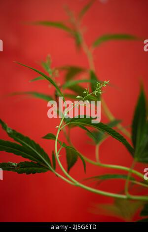 green medicinal marijuana bush on a red background Stock Photo - Alamy