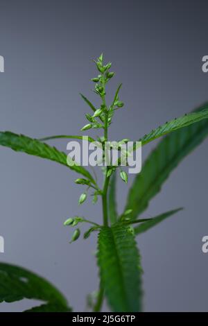 macro photo of male cannabis. medical marijuana bush Stock Photo - Alamy