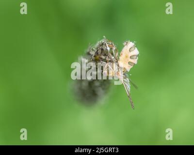 Fly killed by parasitic fungus, Entomophthora muscae Stock Photo - Alamy