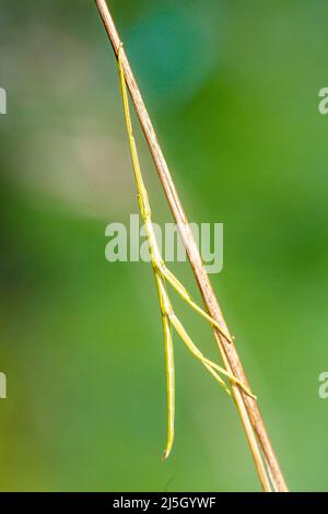 Spanish Walking Stick insect species Leptynia hispanica in high ...