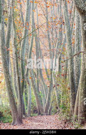 Els Gallecs, Natural Reserve, Mollet del Vallés Vallés Oriental ...