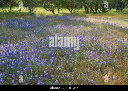 SKY LUPINE (Lupinus nanus) and CALIFORNIA POPPY PLANTS (Eschscholzia ...