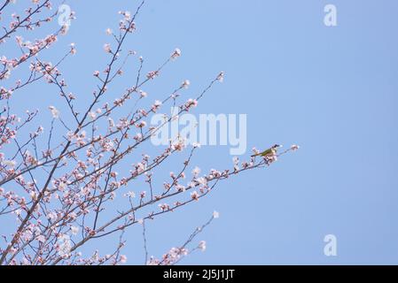 Birds in cherry trees Stock Photo - Alamy