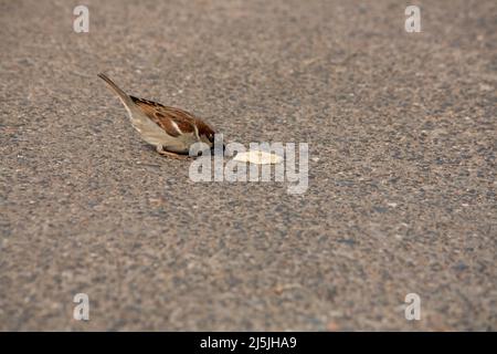 house sparrow eats some bread off the ground in the sun Stock Photo - Alamy