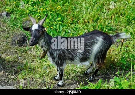 Austria, Tyrol, goat on pasture Stock Photo - Alamy