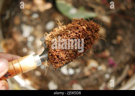 coco peat and gardening tools a table with copy space Stock Photo - Alamy