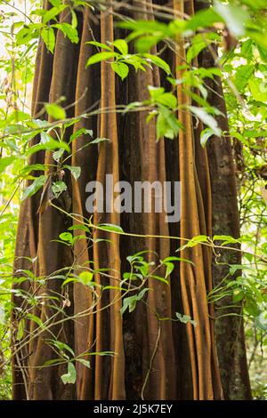 Close up of buttress roots of a rainforest tree, Amazon rainforest ...