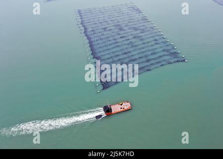 FUQING, CHINA - APRIL 23, 2022 - Breeding boats shuttle in the sea ...