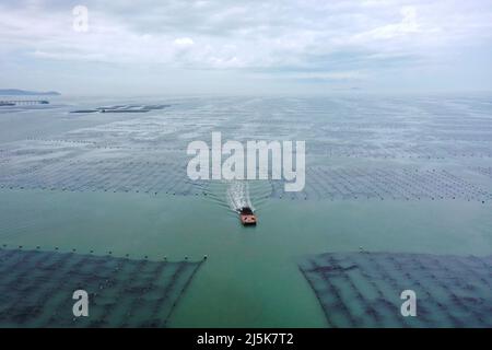 FUQING, CHINA - APRIL 23, 2022 - Breeding boats shuttle in the sea ...
