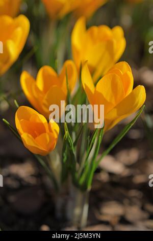 Yellow crocus flowers, Yellow Mammoth flowers in blossom in early ...