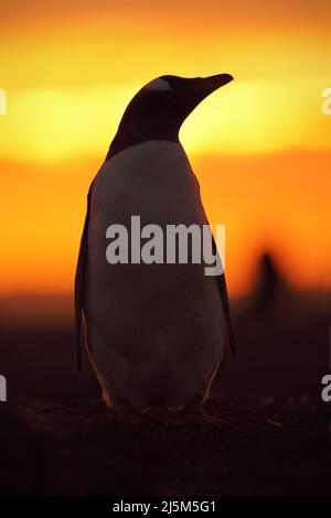 Evening penguin scene in the orange sunset. Beautiful gentoo penguin ...
