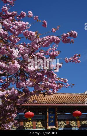 spring tree blossoms, Vancouver Island Stock Photo - Alamy