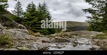 hiking Ireland Wicklow creek mountains and pine forest Glendalough ...