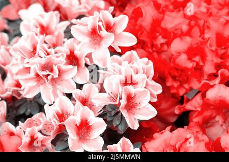 A closeup view of the Azalea flower Stock Photo - Alamy