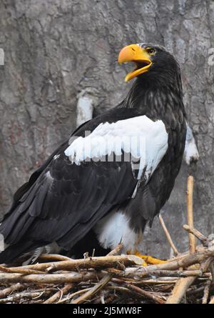 Steller’s sea eagle, also known as the Pacific sea eagle or white ...