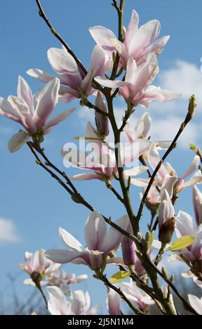 Chinese magnolia (Magnolia X soulangeana ) tree with leaves senescing ...