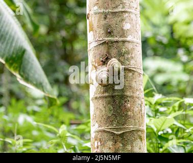 Tree snail Caracolus caracolla in El Yunque National Forest Puerto Rico ...