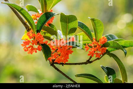 Beautiful osmanthus blooms on the osmanthus tree Stock Photo - Alamy